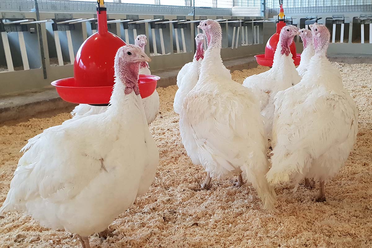 Un approccio mirato per ottenere una buona qualità della lettiera ...