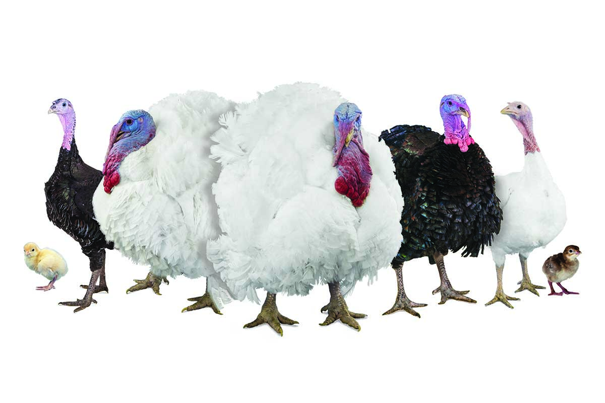 Mantenere un intestino sano nei tacchini è fondamentale per ottenere ...