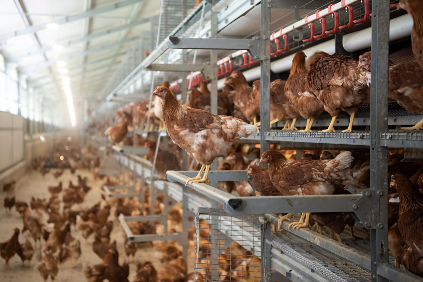 A Todi il progetto di VDL Jansen con soluzioni innovative – Zootecnica