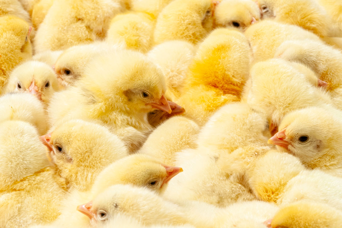 Una soluzione sostenibile per produrre pulcini di un giorno – Zootecnica