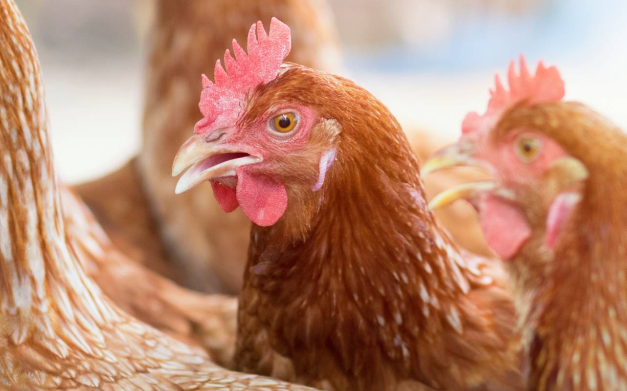 Il benessere delle galline ovaiole italiane si misura anche al macello ...